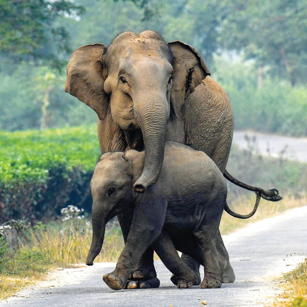 Support World Elephant Day® with Elephant-Friendly Teas – The Republic ...