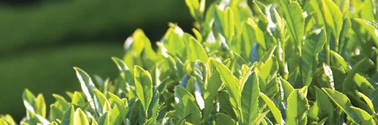 Account – The Republic of Tea